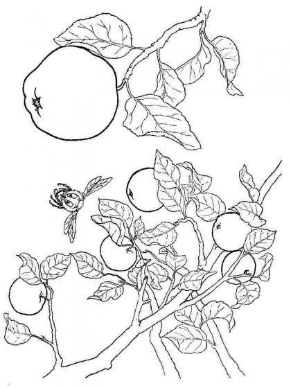 Ausmalbilder Apfelbaum - Malvorlagen Kostenlos zum Ausdrucken