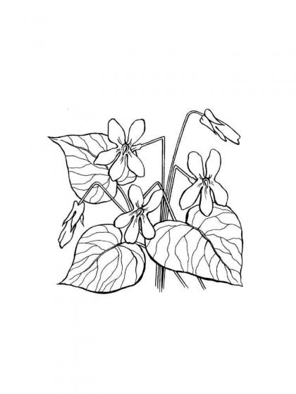 Ausmalbilder Veilchen - Malvorlagen Kostenlos zum Ausdrucken