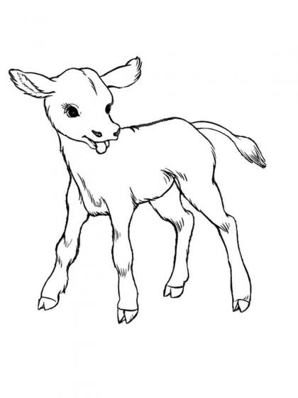 Ausmalbilder Kalb - Kostenlose Malvorlagen
