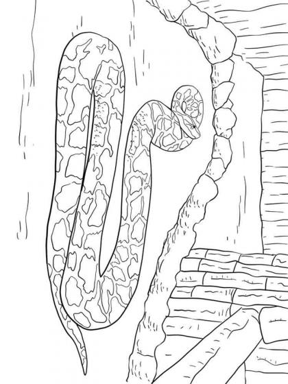 Ausmalbilder Python - Kostenlose Malvorlagen