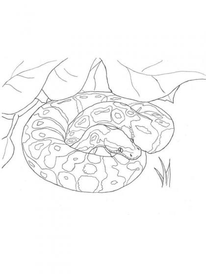 Ausmalbilder Python - Kostenlose Malvorlagen