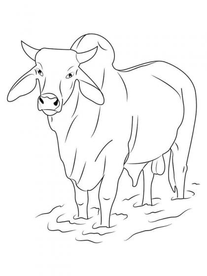 Ausmalbilder Stier - Kostenlose Malvorlagen
