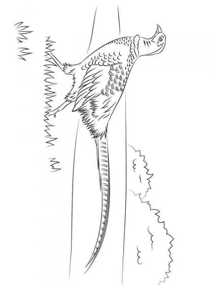Ausmalbilder Fasan - Malvorlagen Kostenlos zum Ausdrucken