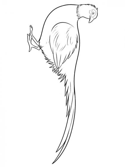 Ausmalbilder Fasan - Malvorlagen Kostenlos zum Ausdrucken