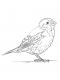 Ausmalbilder Spatz - Malvorlagen Kostenlos zum Ausdrucken